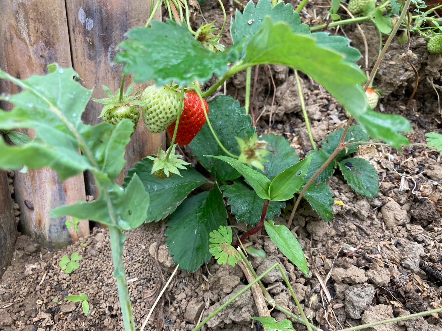 Guruatsuから生まれた“おいしい”グルテンフリーブランド「Toiro（トイロ）」宮城県仙台市に動物性・小麦・大豆フリーの自社工場を設立！ - Allecolle